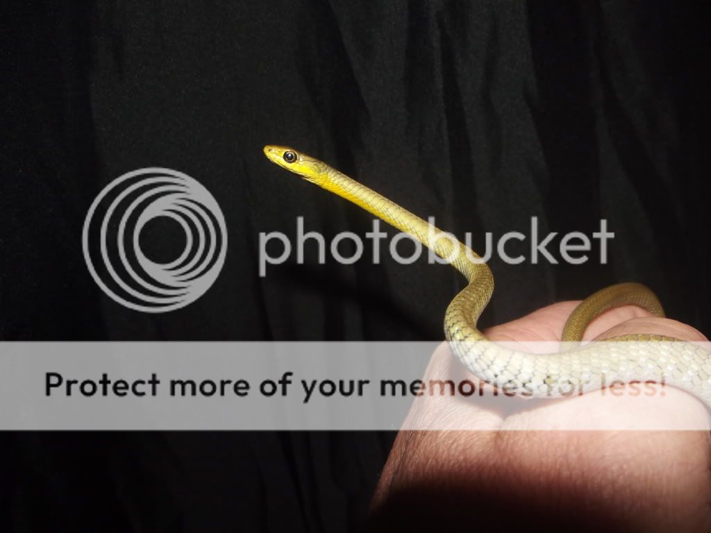 Common Tree Snake Keepers & Breeders | Aussie Pythons & Snakes Forum