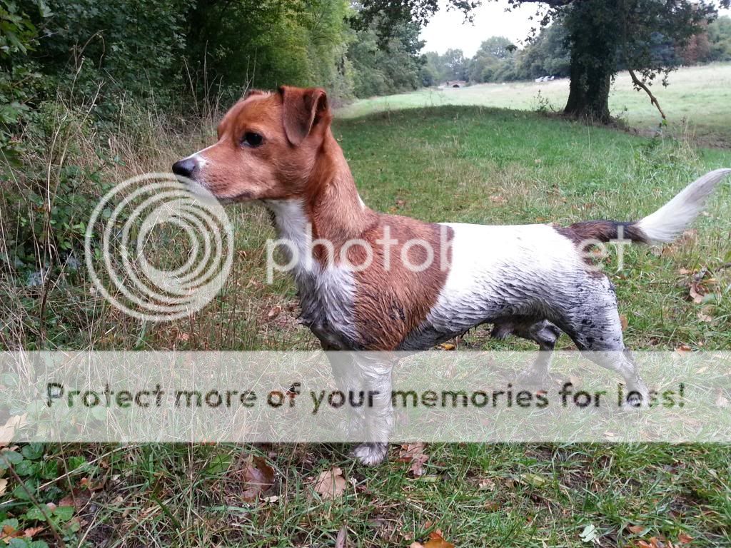 Grubby dogs!!! | UK Pet Forums Forum