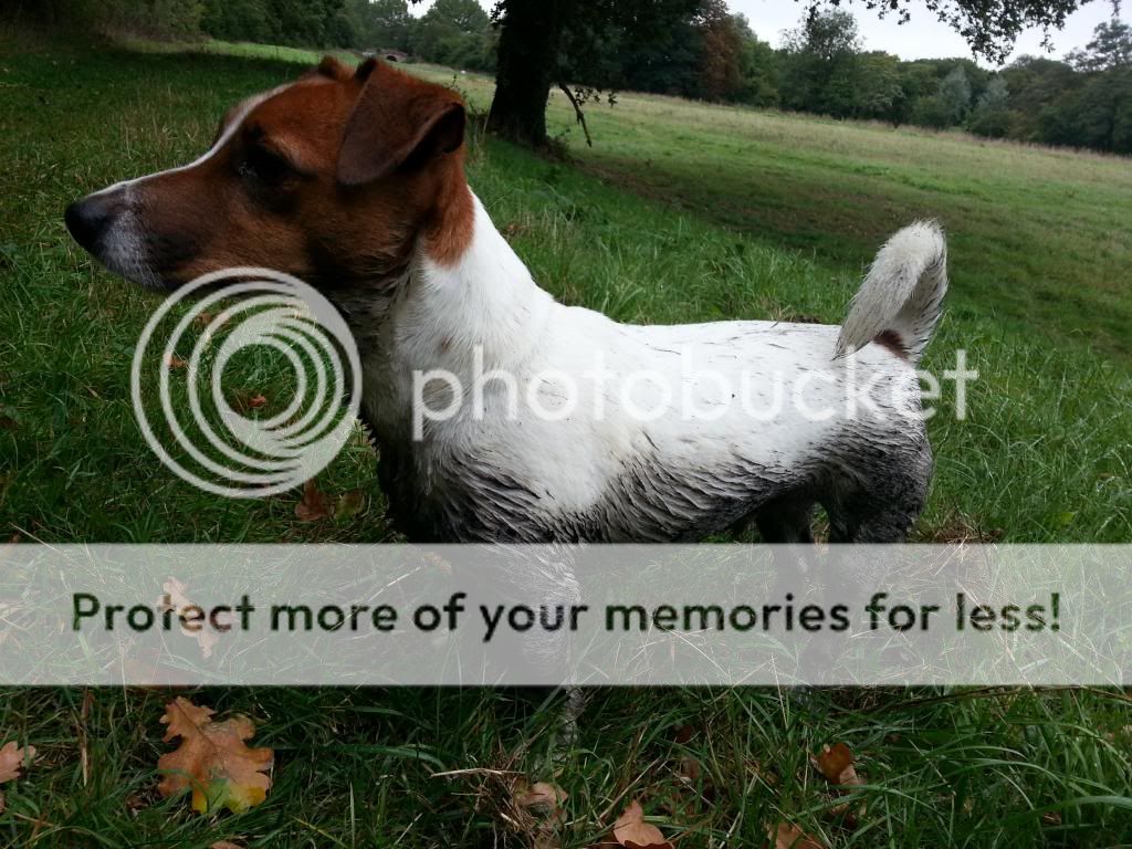 Grubby dogs!!! | UK Pet Forums Forum