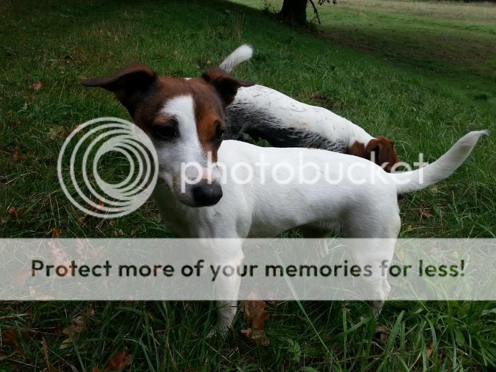 Grubby dogs!!! | UK Pet Forums Forum