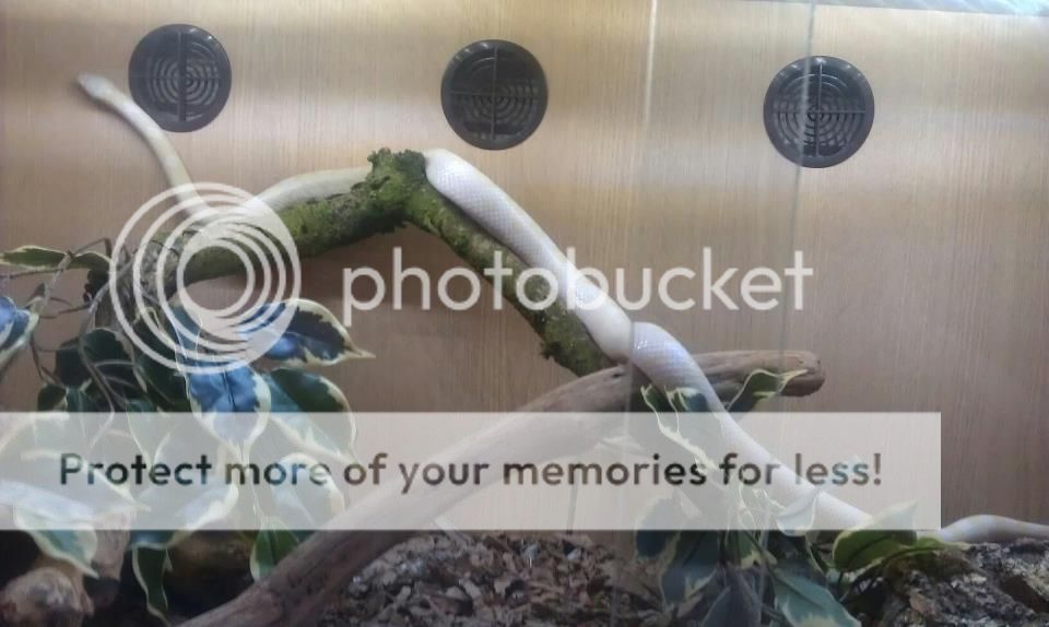 Corn snake viv size | Page 2 | Reptile Forums